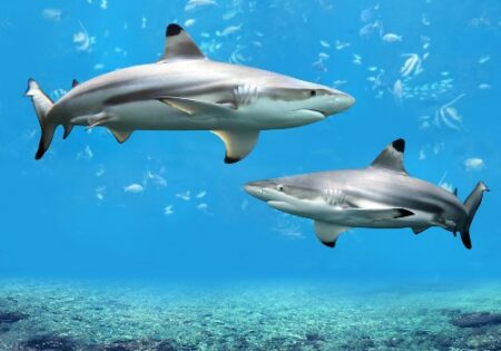 10 of the Most Exotic Jerky Types (Ostrich Is #2) - Beef Jerky Hub